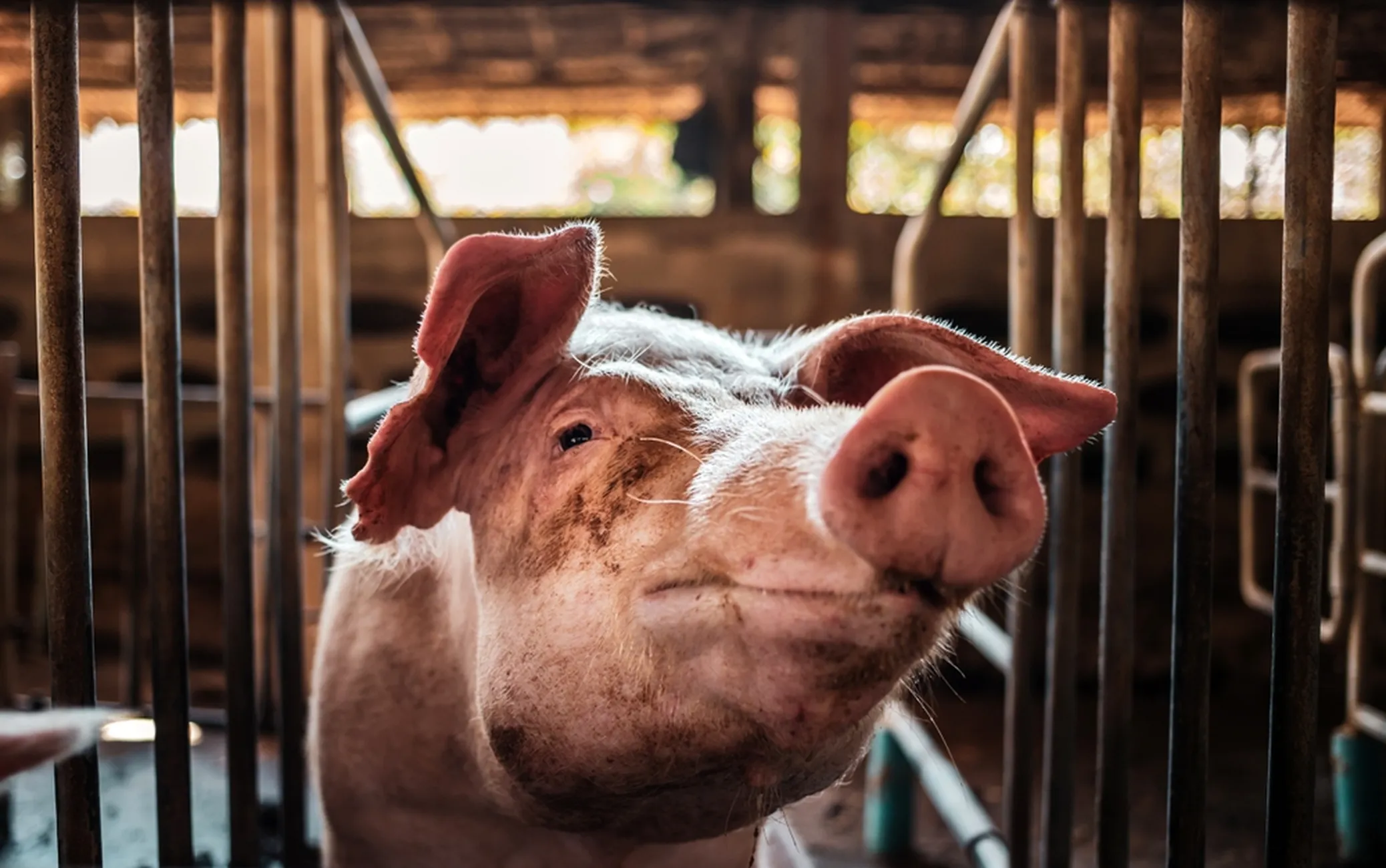 Siga peremehe laiba kallal: Viljandi taluniku salapärane surm jättis ...
