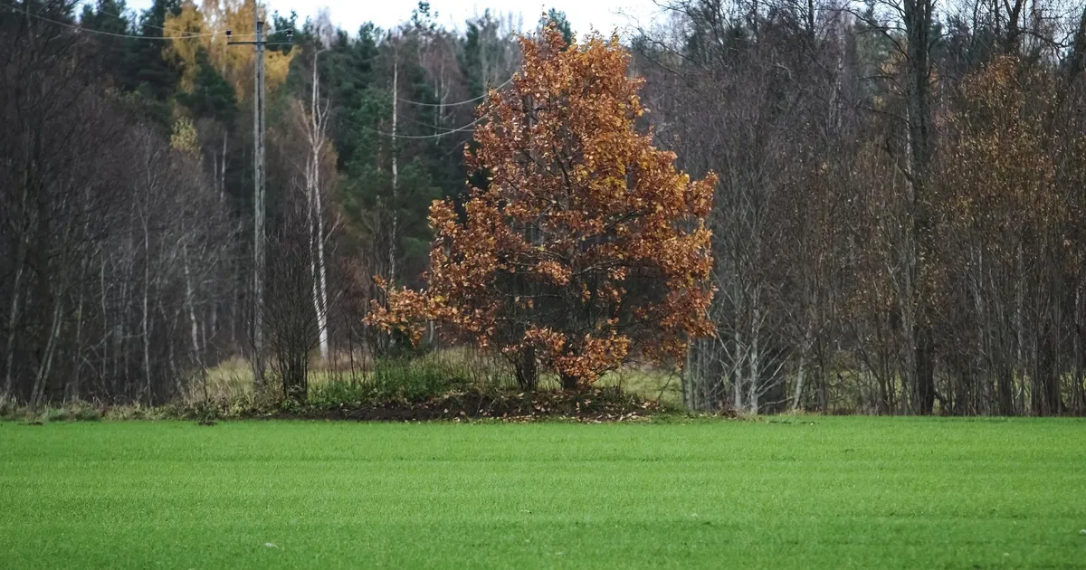 Orased rohetavad erksalt, aga taliraps kidub