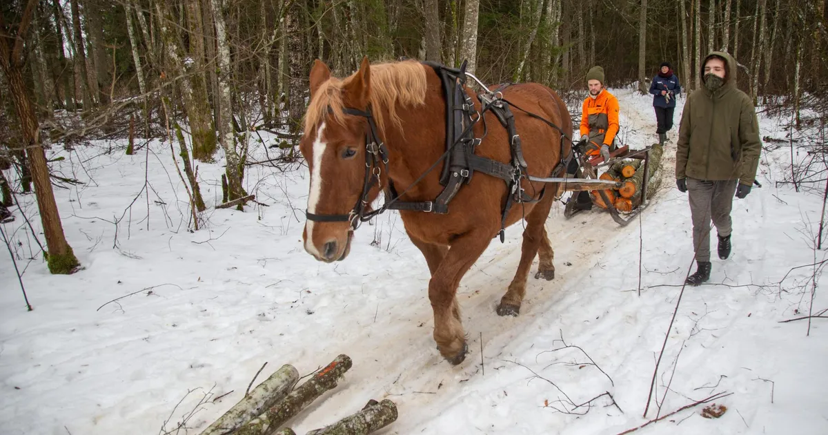 Filmis "Tõde ja õigus" mänginud hobune veab Lätkalus metsa