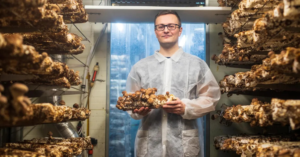 Linnafarmis sirguvad shiitake-seened