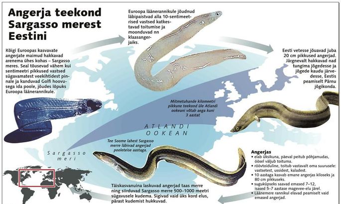 Kalateadlased koondavad angerja kaitseks vägesid - Arhiiv - Postimees ...