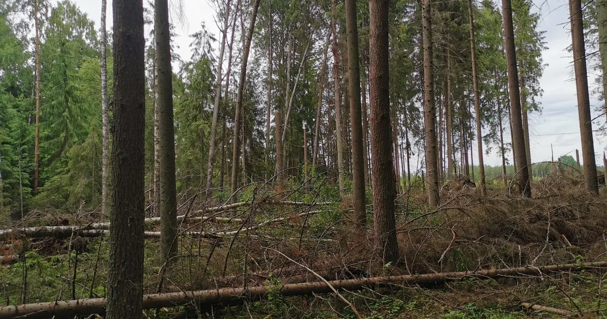 RMK Vaibla metsa kava sai valmis: raie vähem kui hektaril ning ...