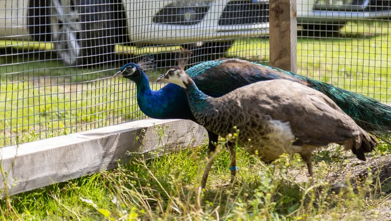 Tartumaal on avatud 36 talu, Jõgevamaal 15, külastajad teretulnud