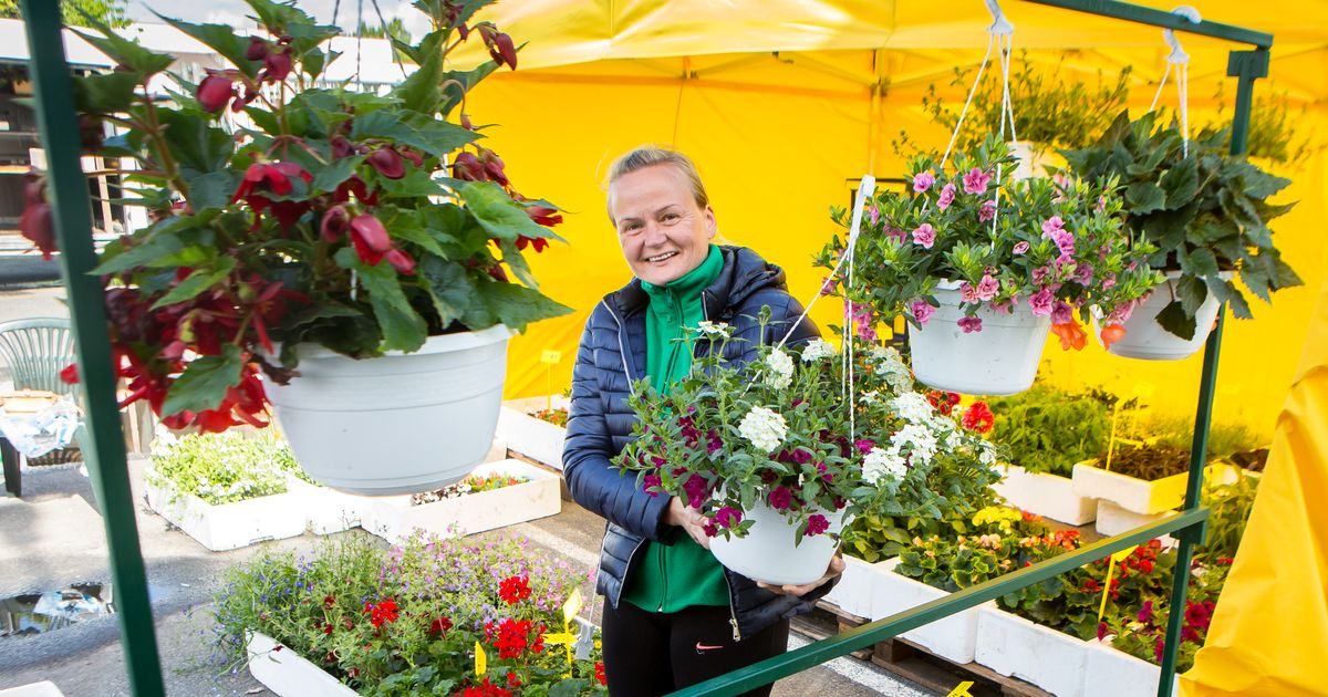 TÖÖ: Päikeseaias paistab päike iga ilmaga