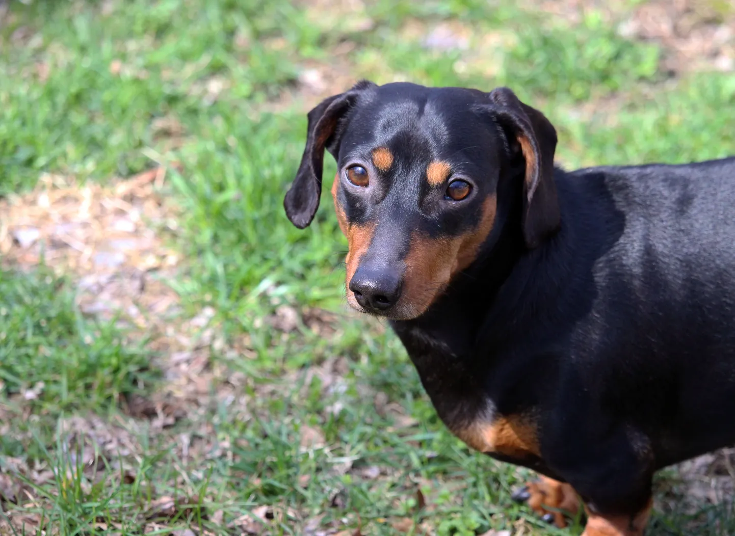 FOTOD Mitu päeva kadunud olnud taksikoer leiti ootamatust kohast