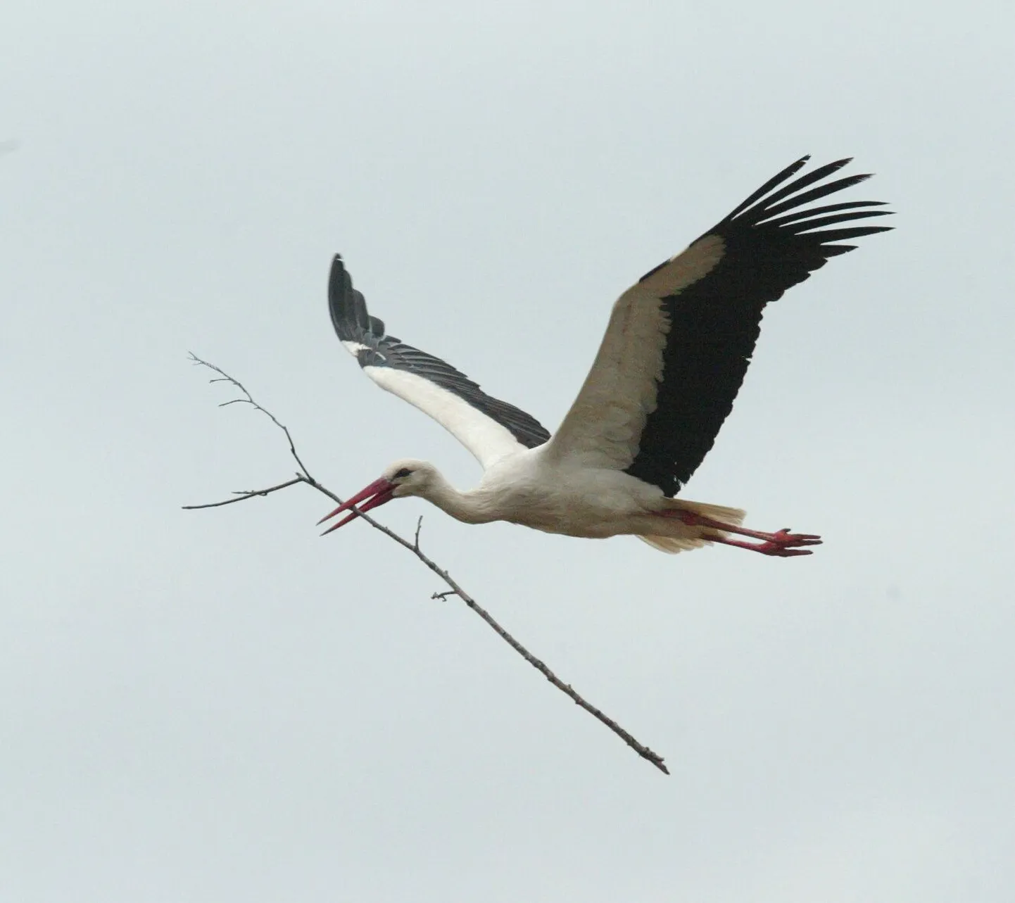 Jahimehed: valge-toonekurg on muutunud Eesti suurimaks röövlinnuks