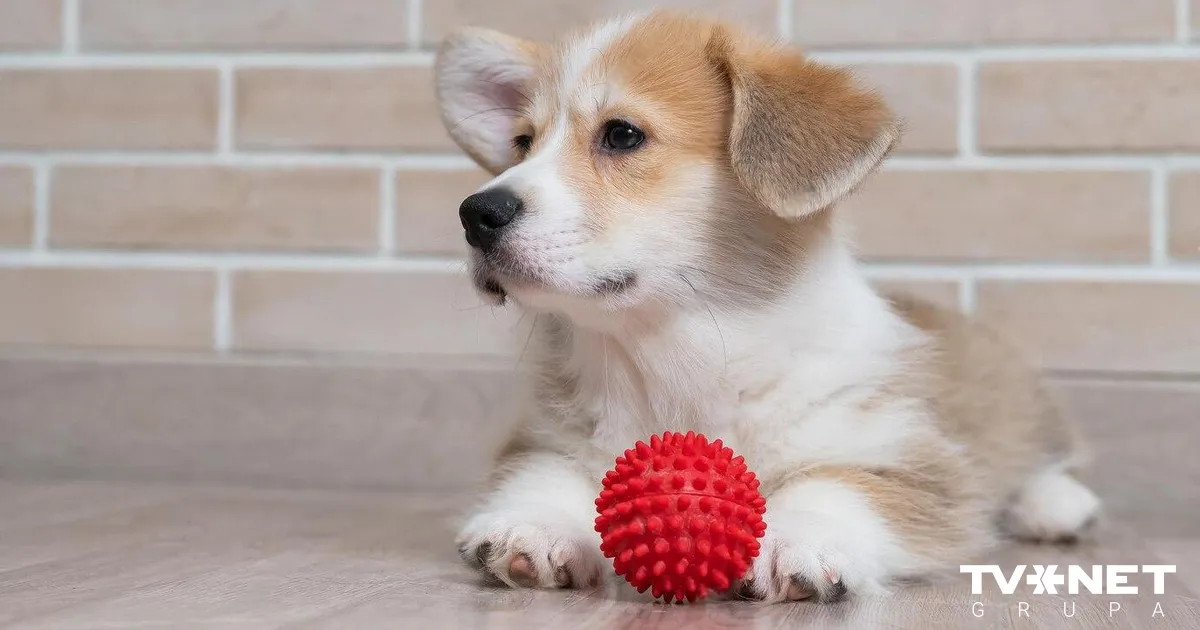Vilks jēra ādā: kā atpazīt dzīvnieku tirdzniecības blēžus?