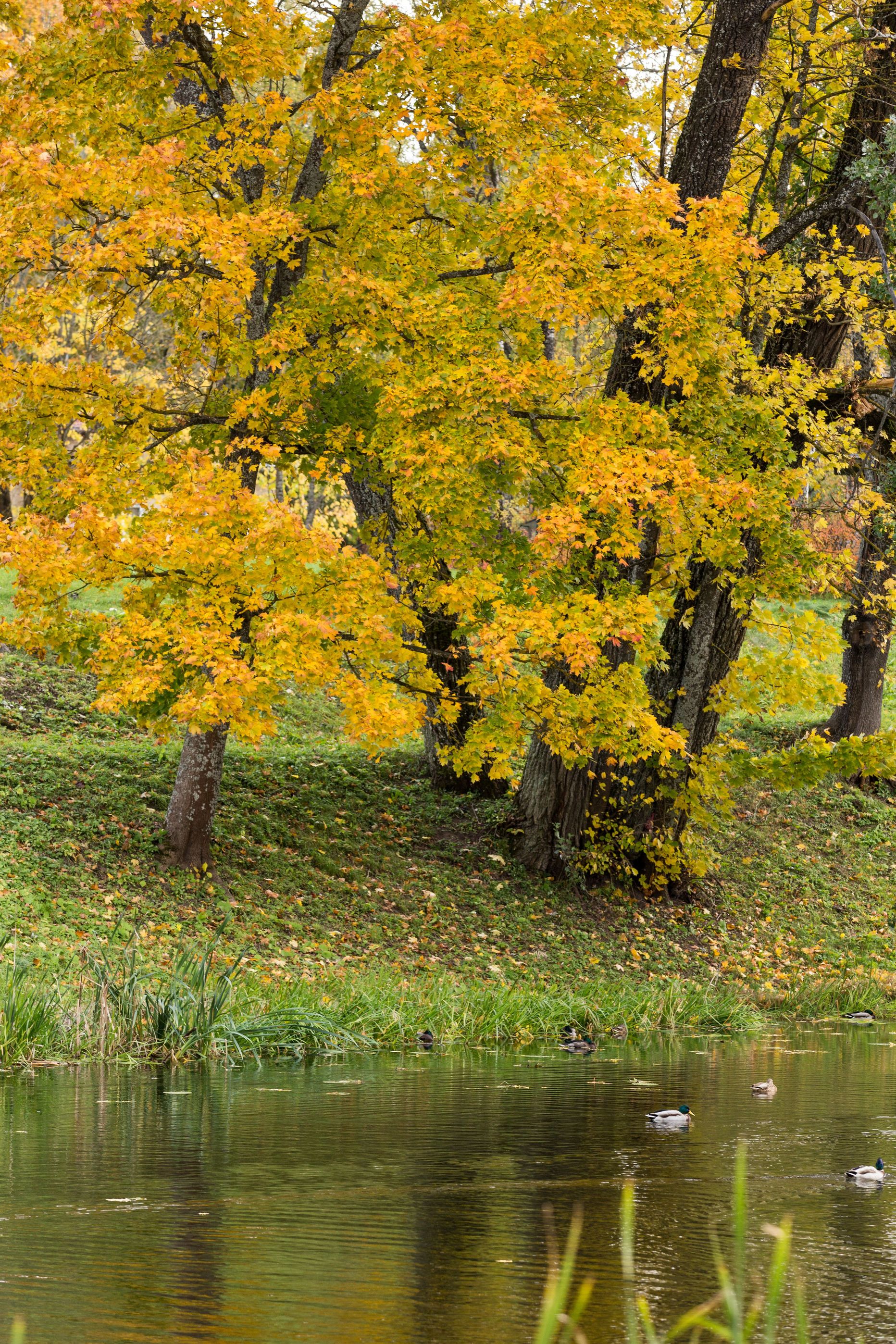 PÄEVAHOROSKOOP 17. oktoober: Kalad vajavad väikest hingetõmbepausi ...