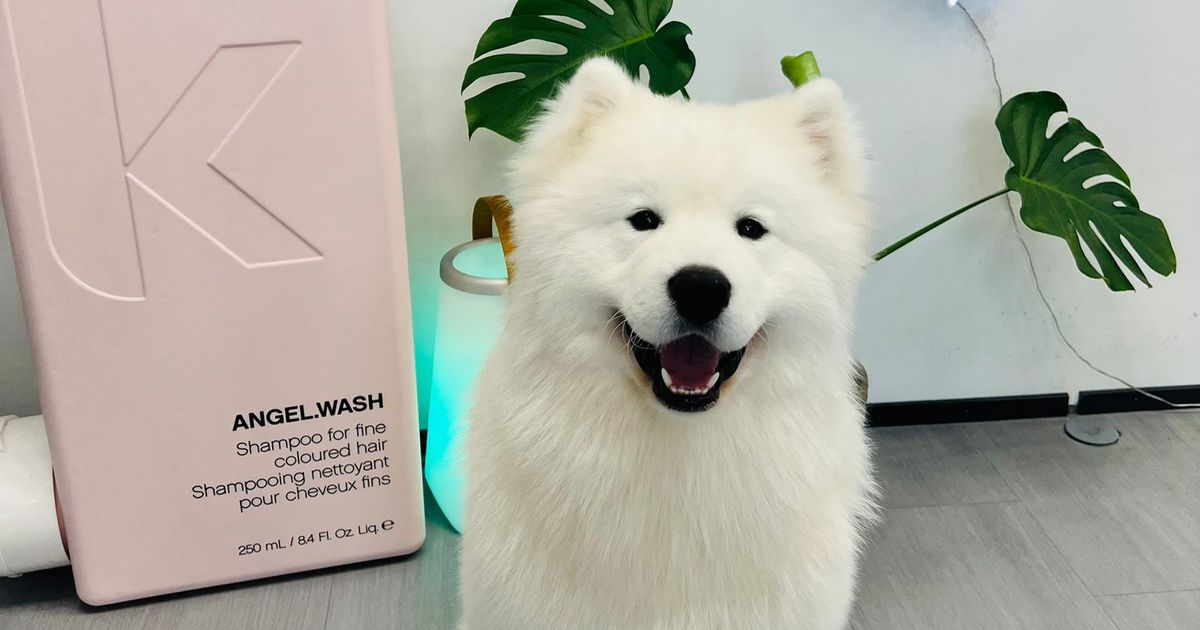 GALERII Lemmikuga tööpostil: naeratav koer samojeed sulatab kiiresti ...