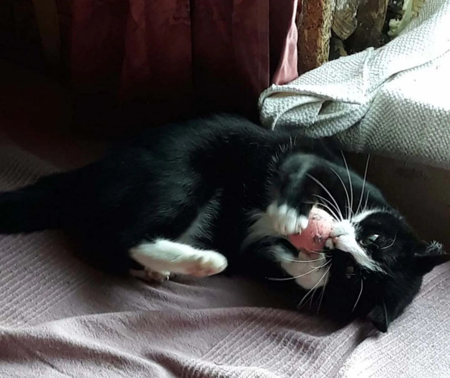 PÄEVAKÄPP Imearmas Mirry on kodu pidanud ootama koguni neli pikka aastat