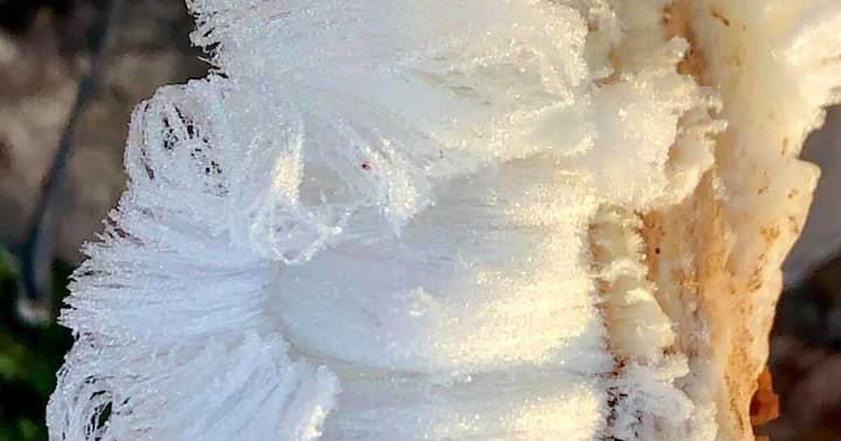 FOTO Latvijā fiksēta skaista dabas parādība ziemas mēnešos - Dabas ...