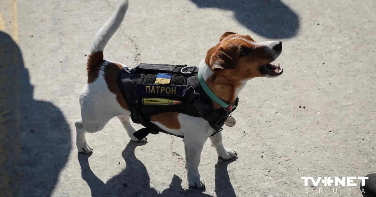 Ukrainas nacionālais varonis un simbols - kas ir zināms par suni Patronu?