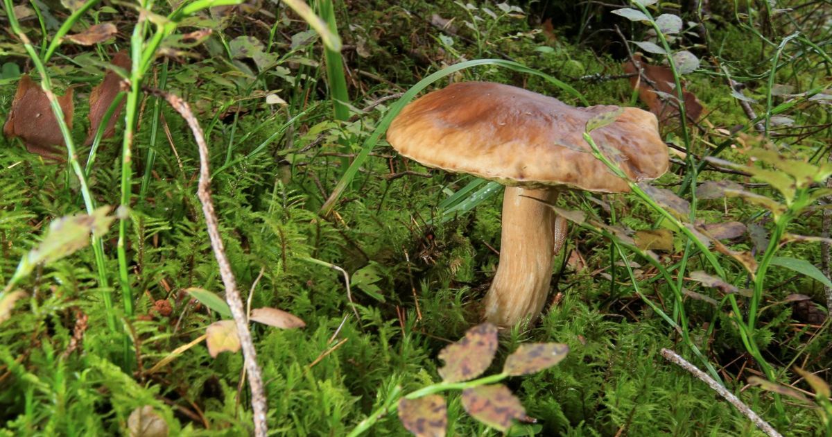 Juurikas. Kuhu seened kadusid?