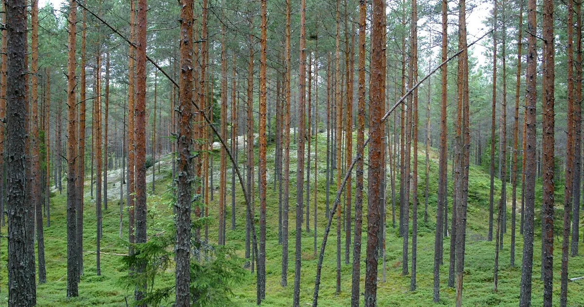 MATTIAS JÕESAAR Kulutame miljoneid, et teha metsadest niidud ja siis ...