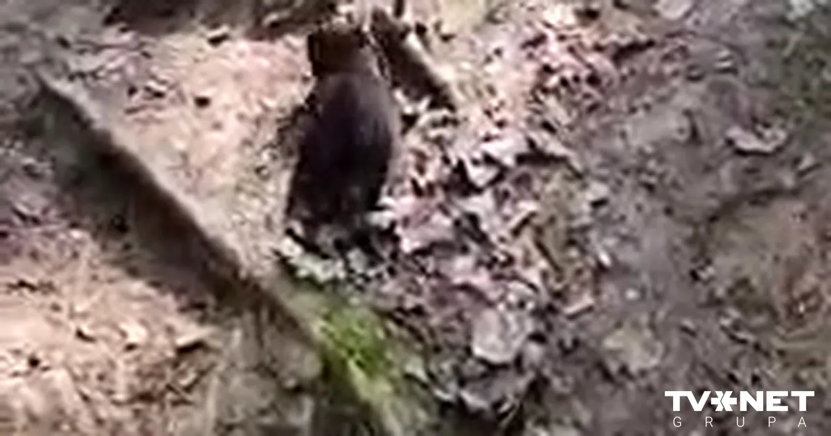 VIDEO Kurzemes pusē mežā pamanīti jenotsuņu mazuļi