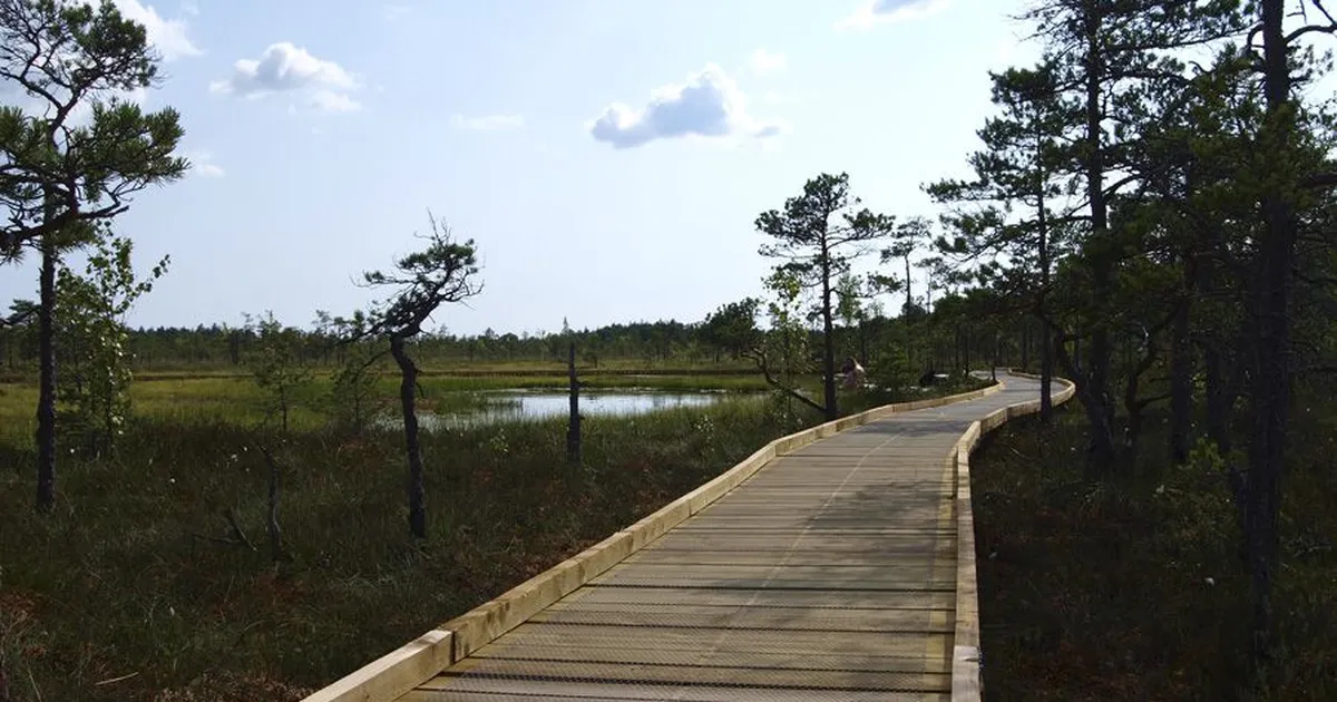 Riisa raba võtab vastu ka ratastoolis loodushuvilisi