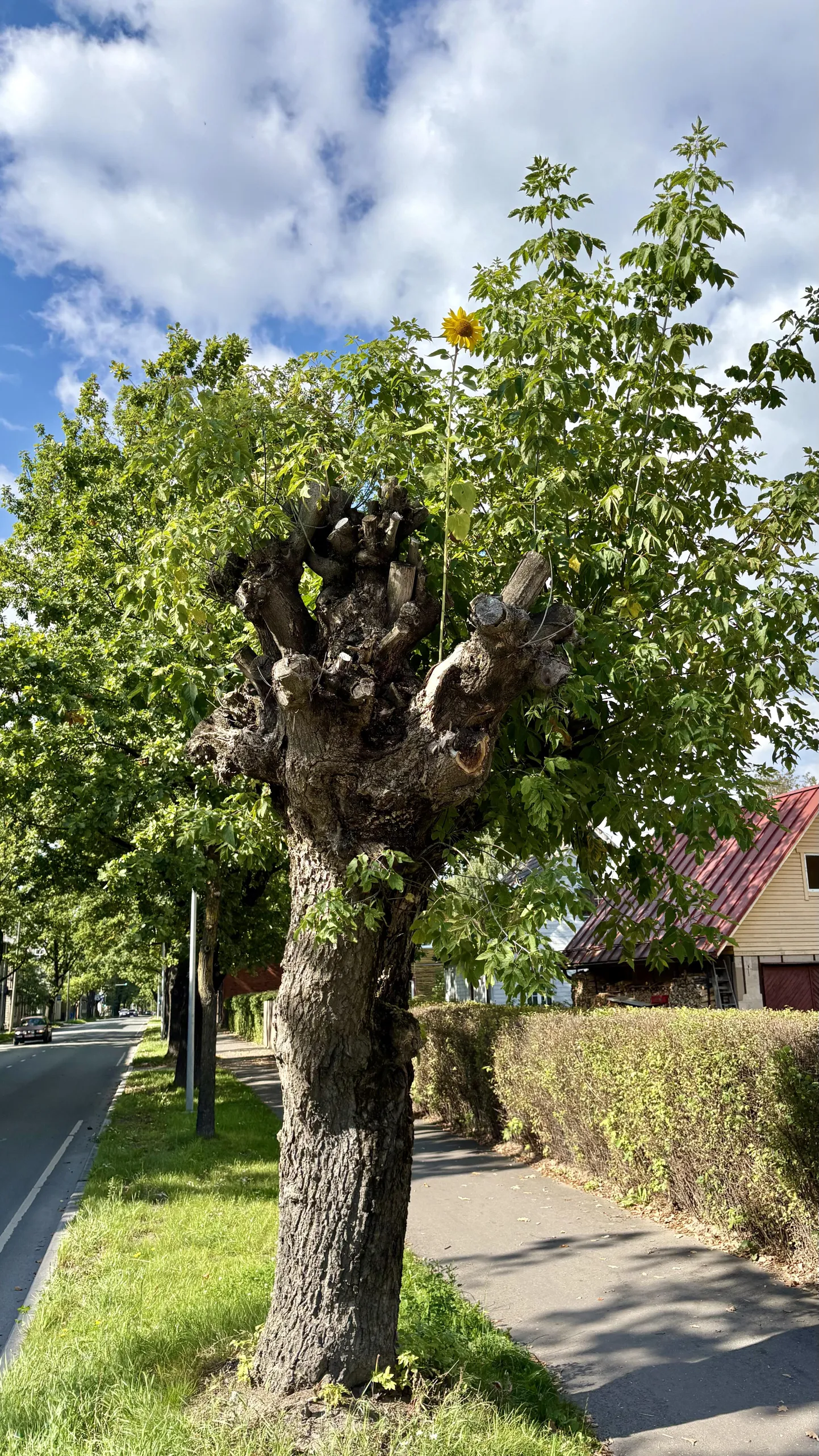 LOODUSE VINGERPUSS Puu ladvast võrsus paarimeetrine päevalill