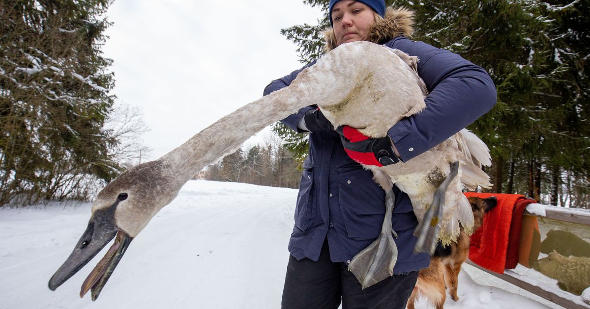 Luiged lasid hoiukodust varakult jalga