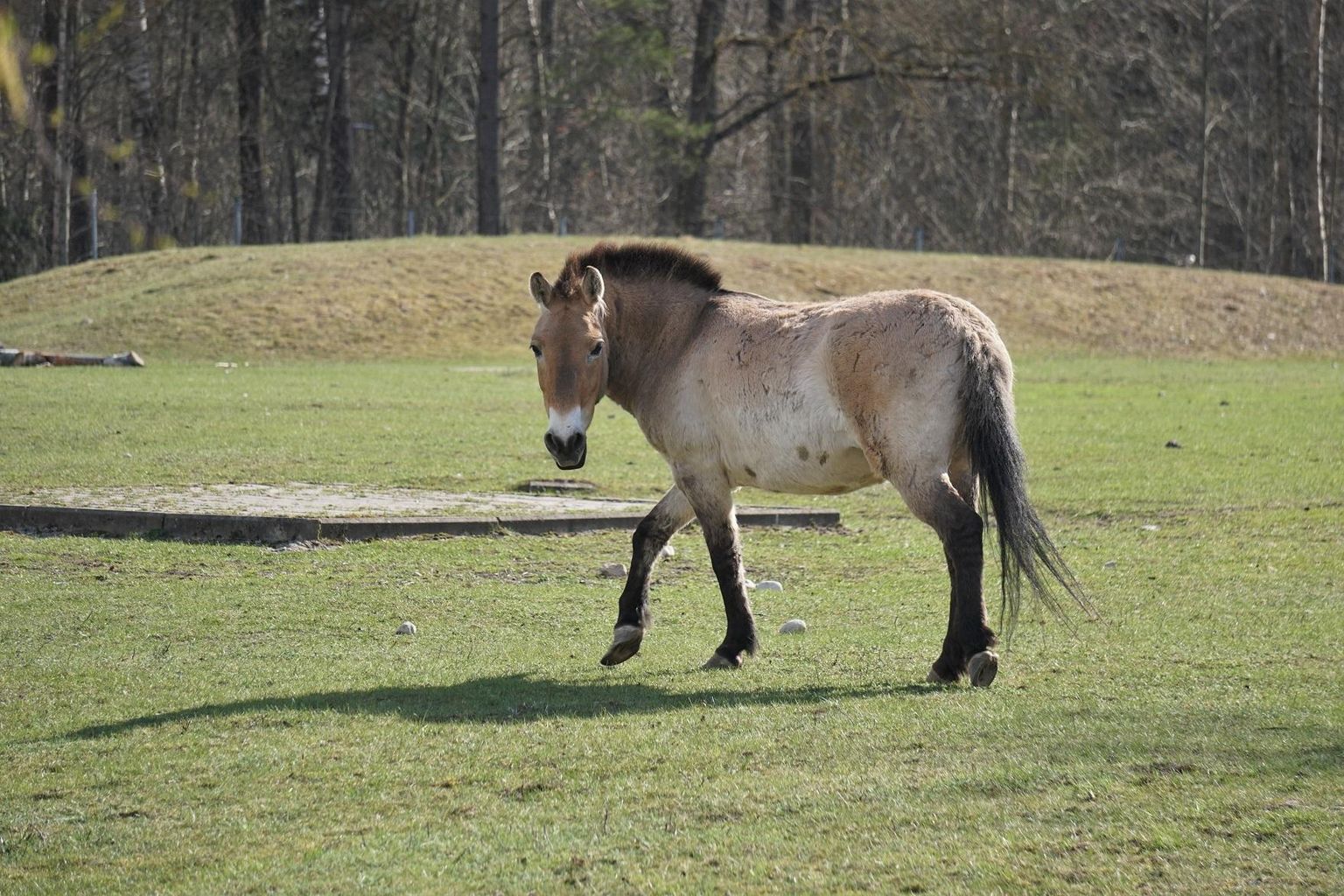 NÄDALA LOOMAAED Koolivaheajanädal oli rahva- ja sündmusterohke