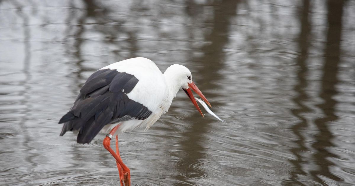 Soolikaoja valge-toonekure taust on siiani uurimisel