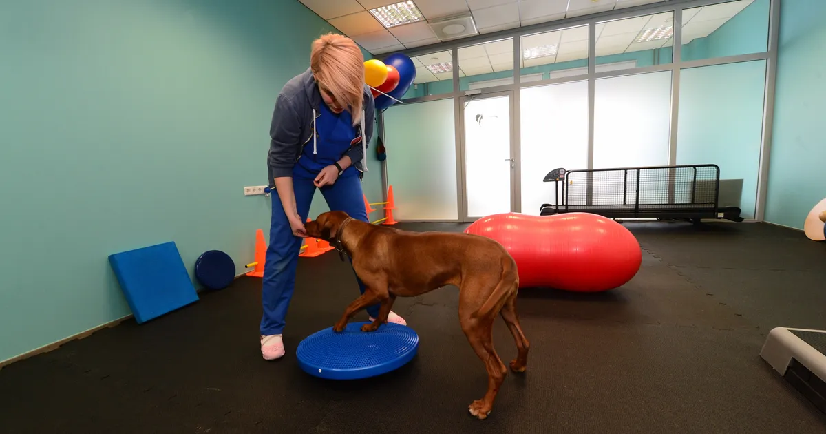 Maaülikool avas neljajalgsetele uue füsioteraapiakabineti