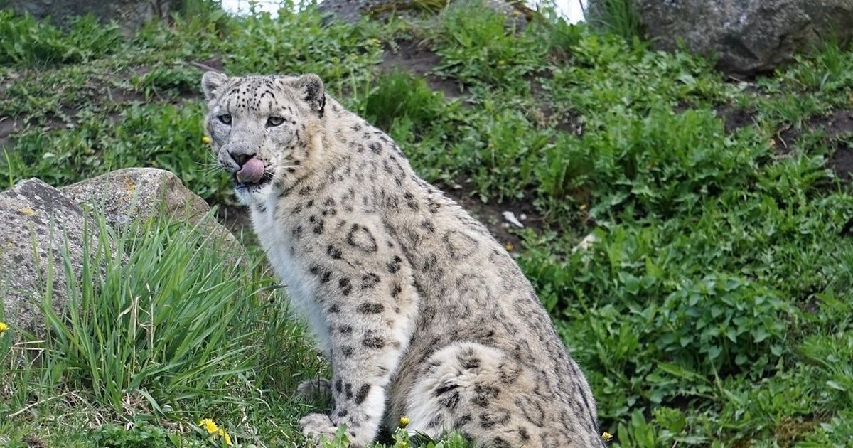 lumeleopard - Postimees: Värsked uudised Eestist ja välismaalt