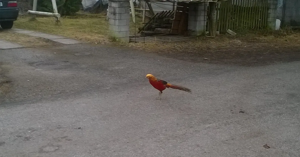 Piltuudis: Vana-Pärnus hulkus eriskummaline lind