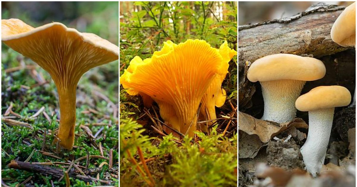 Gailenes - Receptes.lv — Garša ar vērtību!