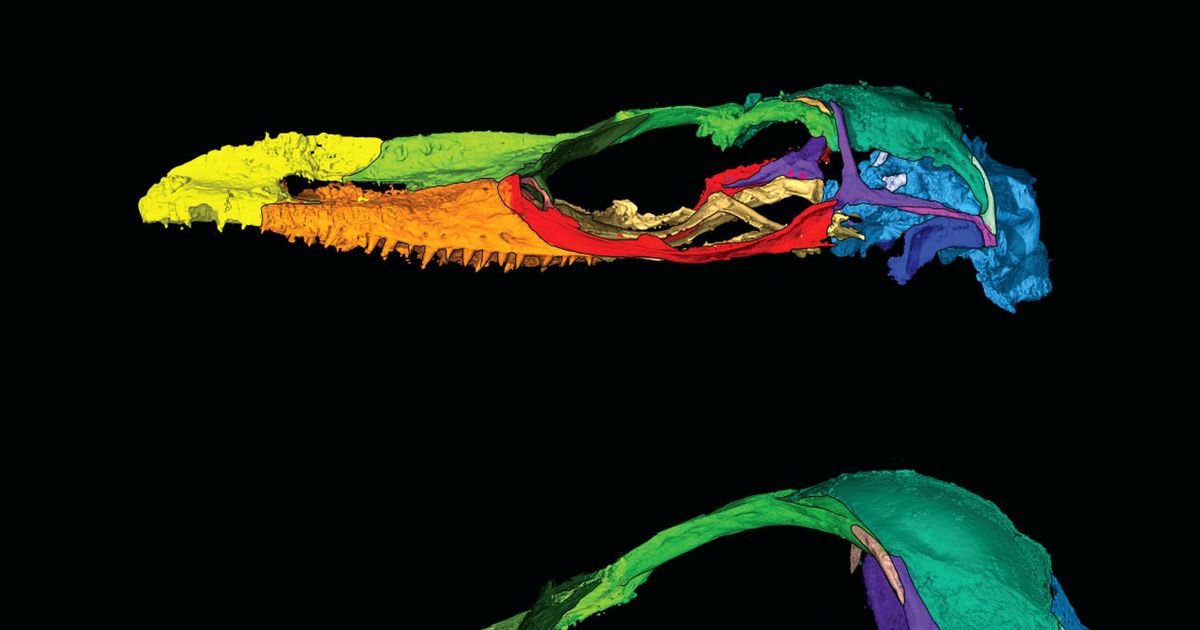 NEW SCIENTIST Iidne kolju lükkas lindude evolutsiooniteooria pea peale