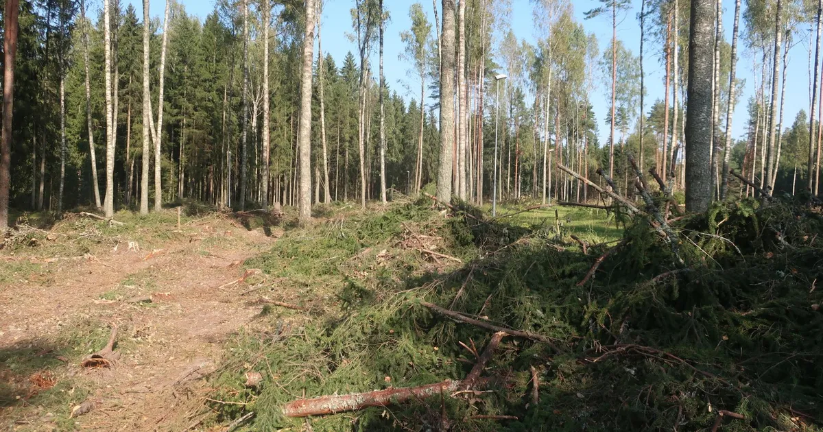 Saverna terviseradade ümbrus muutus harjumatult hõredaks