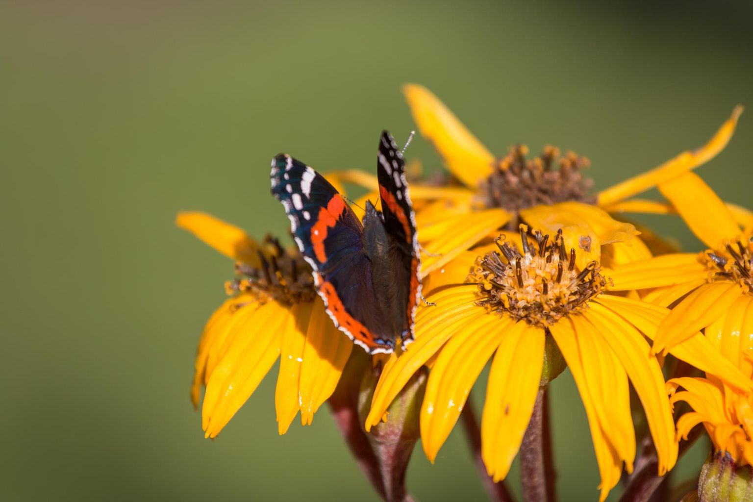 PÄEVAHOROSKOOP 1. juuli: Neitsi proovib põnevusega uusi asju ...