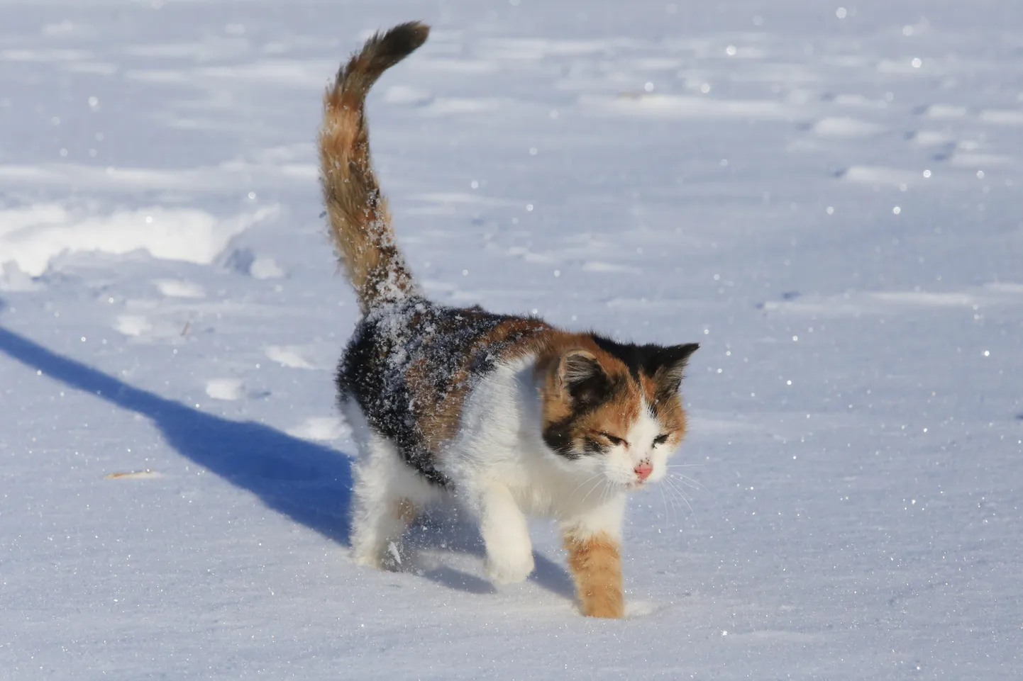 PÄEVAHOROSKOOP 2. veebruar: Kaljukits peab ära tundma olulise info ...