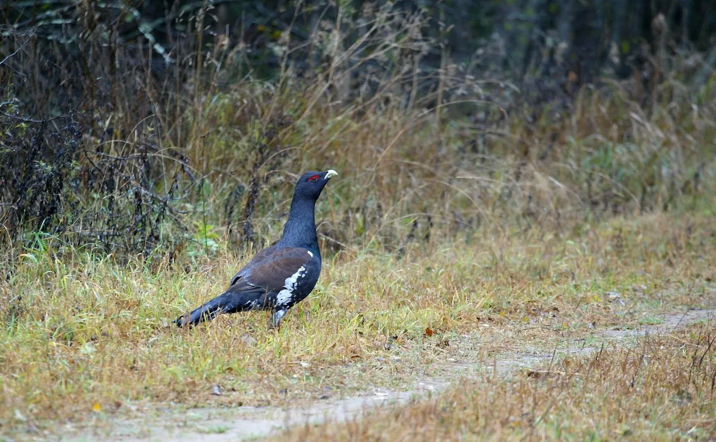 Osale aasta linnu metsise joonistusvõistlusel!