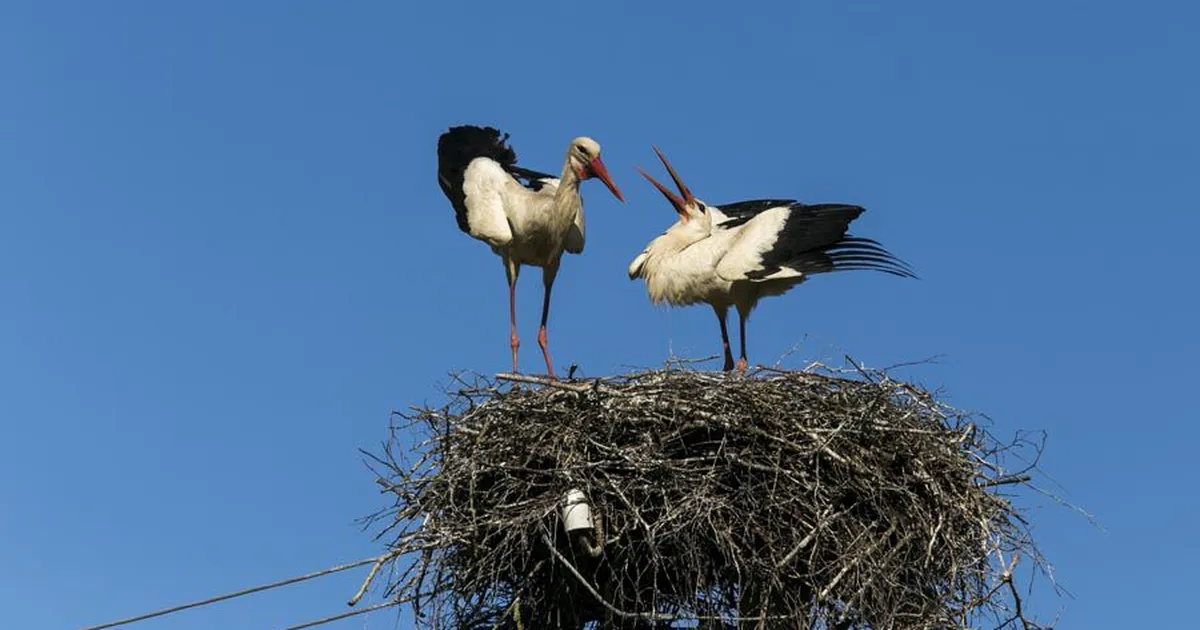 Laupa kooli valge-toonekurepaar sai uue kodu