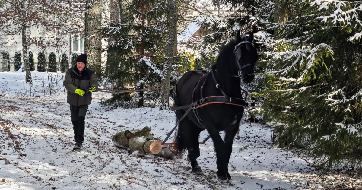 Hobune teeb mõisapargis paremat tööd kui traktor
