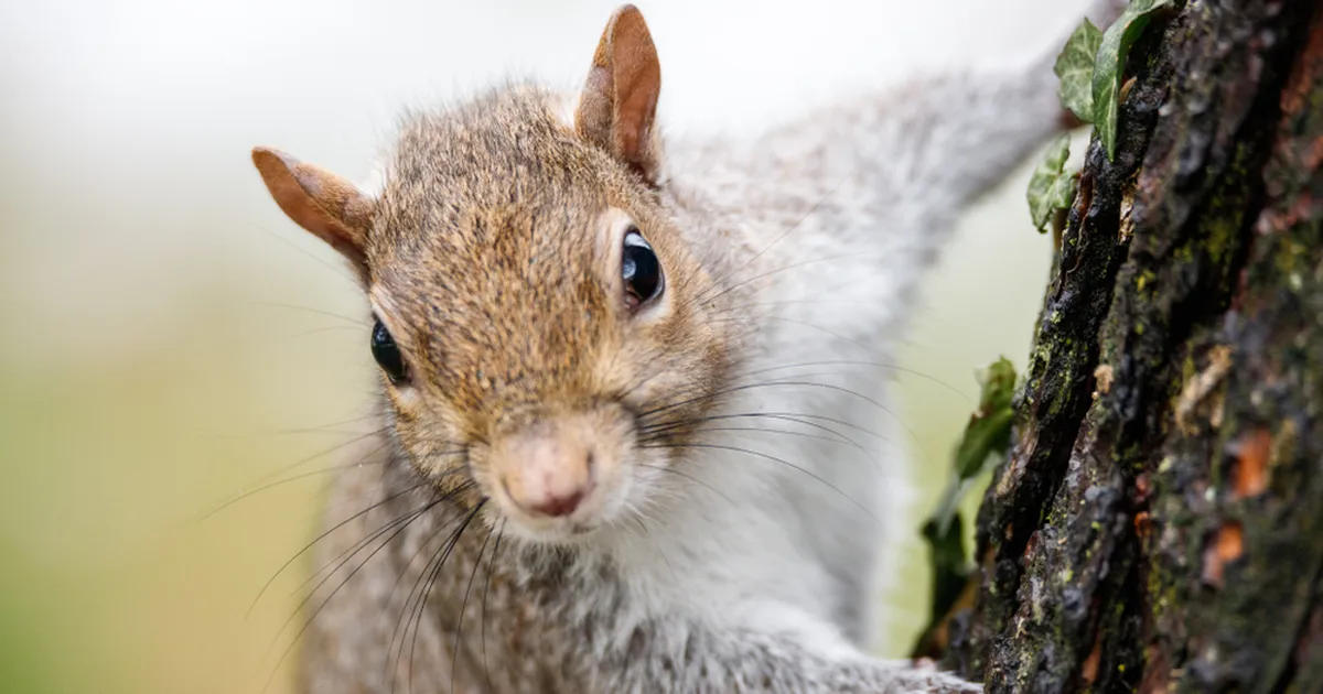 KESKKONNAAMET "Metslooma kodu on metsas"