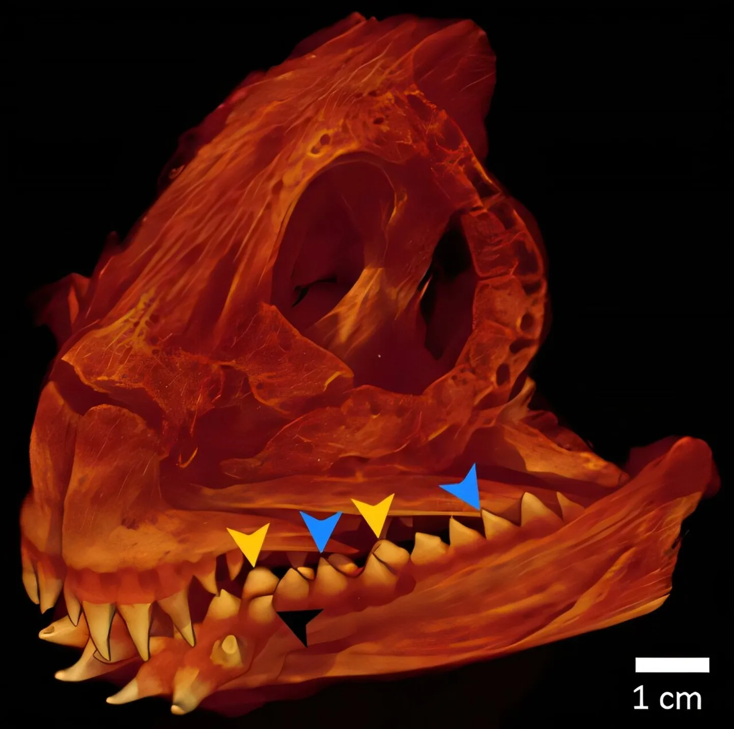 Selle väga hambulise kala hammastest leiti ikka väga kummaline materjal