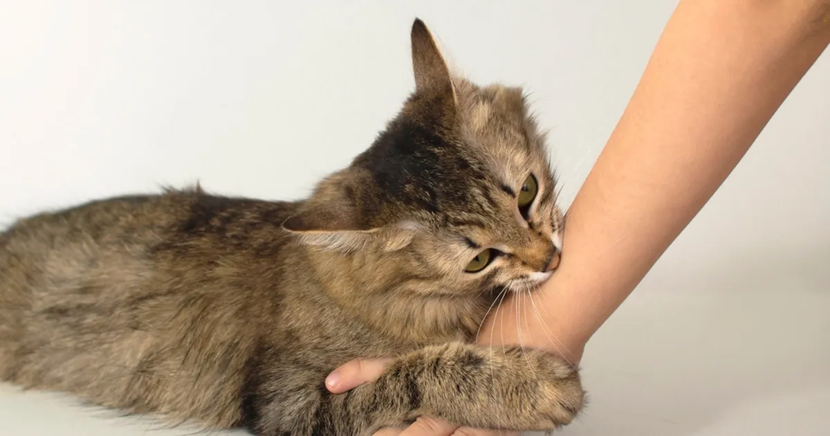 5 märki, et su kass on maja peremees