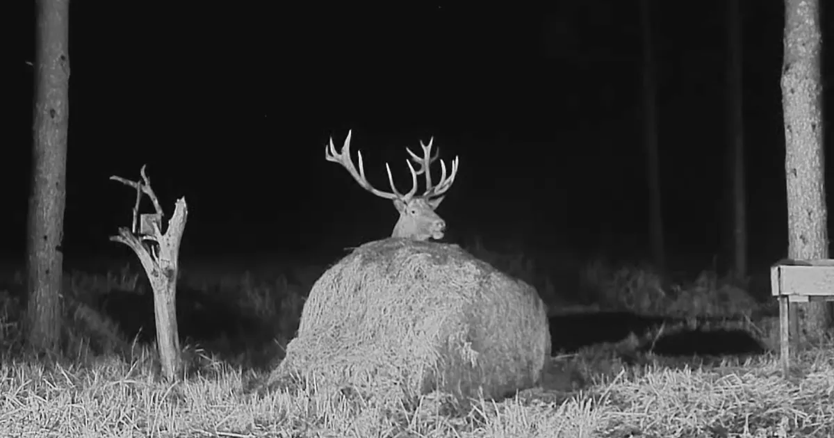 VAATA OTSE Populaarne RMK hirvekaamera alustas uut hooaega