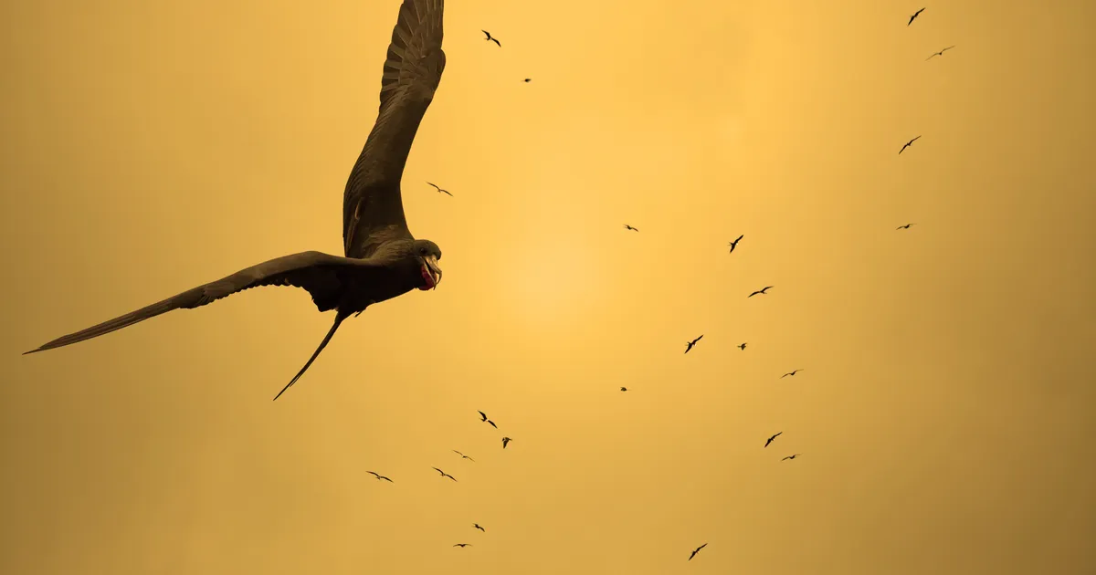 «Nüüd tean kuidas linnud surevad... nad kukuvad taevast alla»