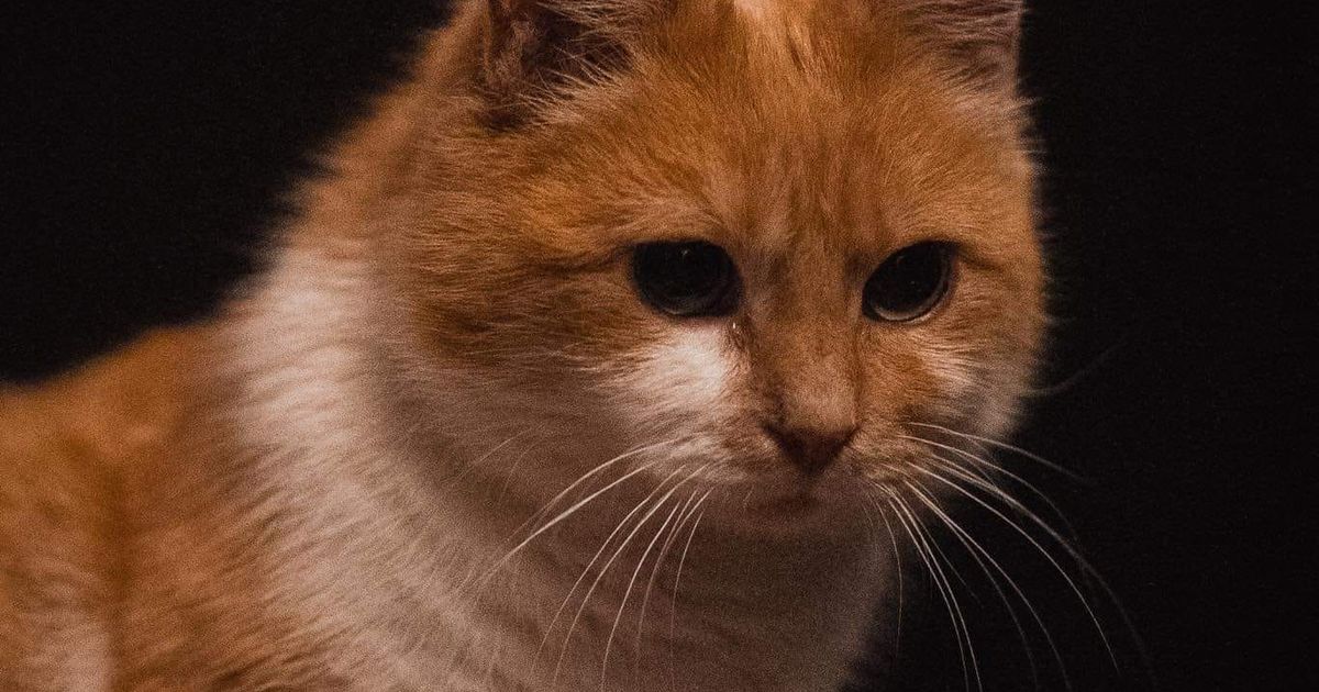 PÄEVAKÄPP 18 kassi päästetud: endine laudakass Virsik tahab hea elu peale