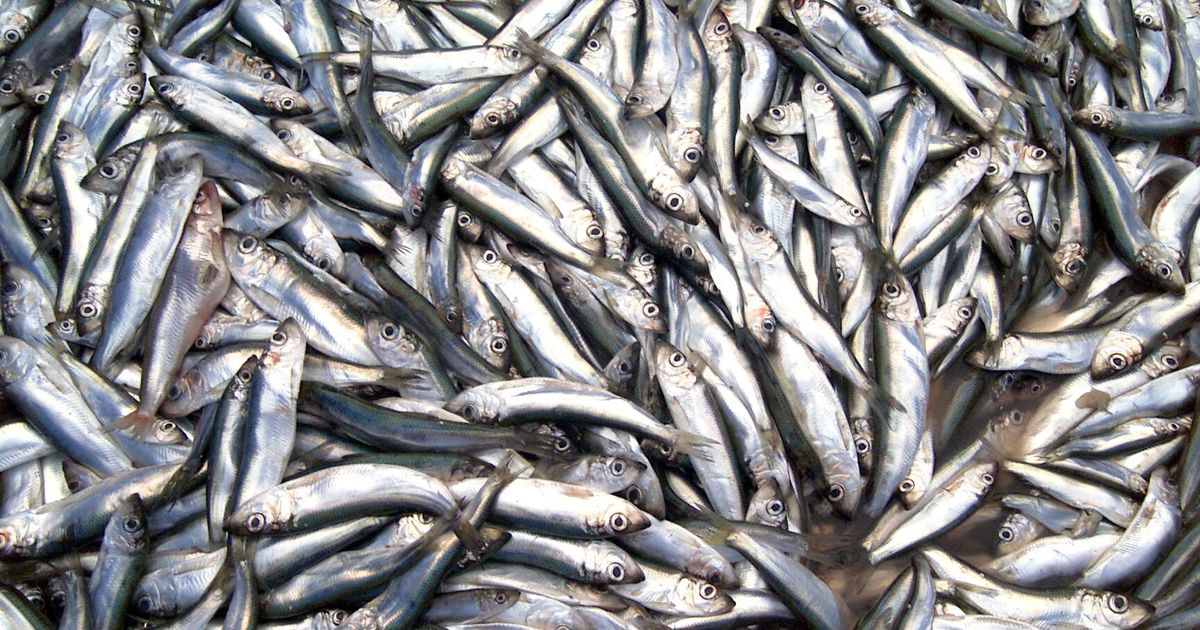 Eesti kala on tõeliselt tervislik