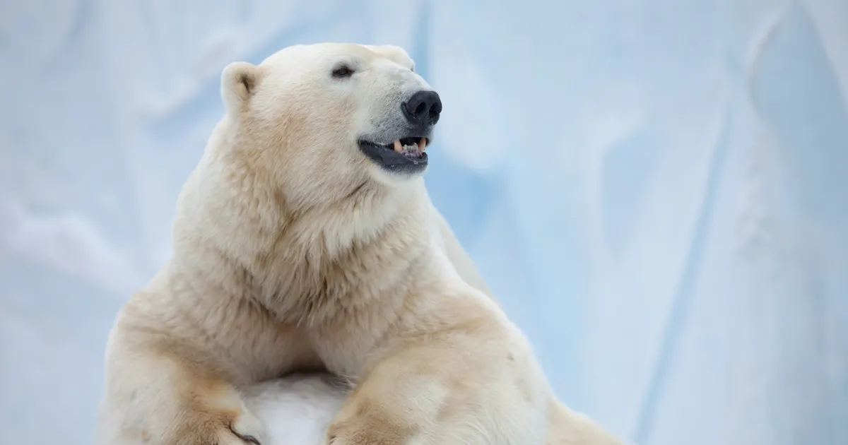 VIDEO Tark loom: jääkaru kasutab eriti kavalat nippi, et õhukesest ...