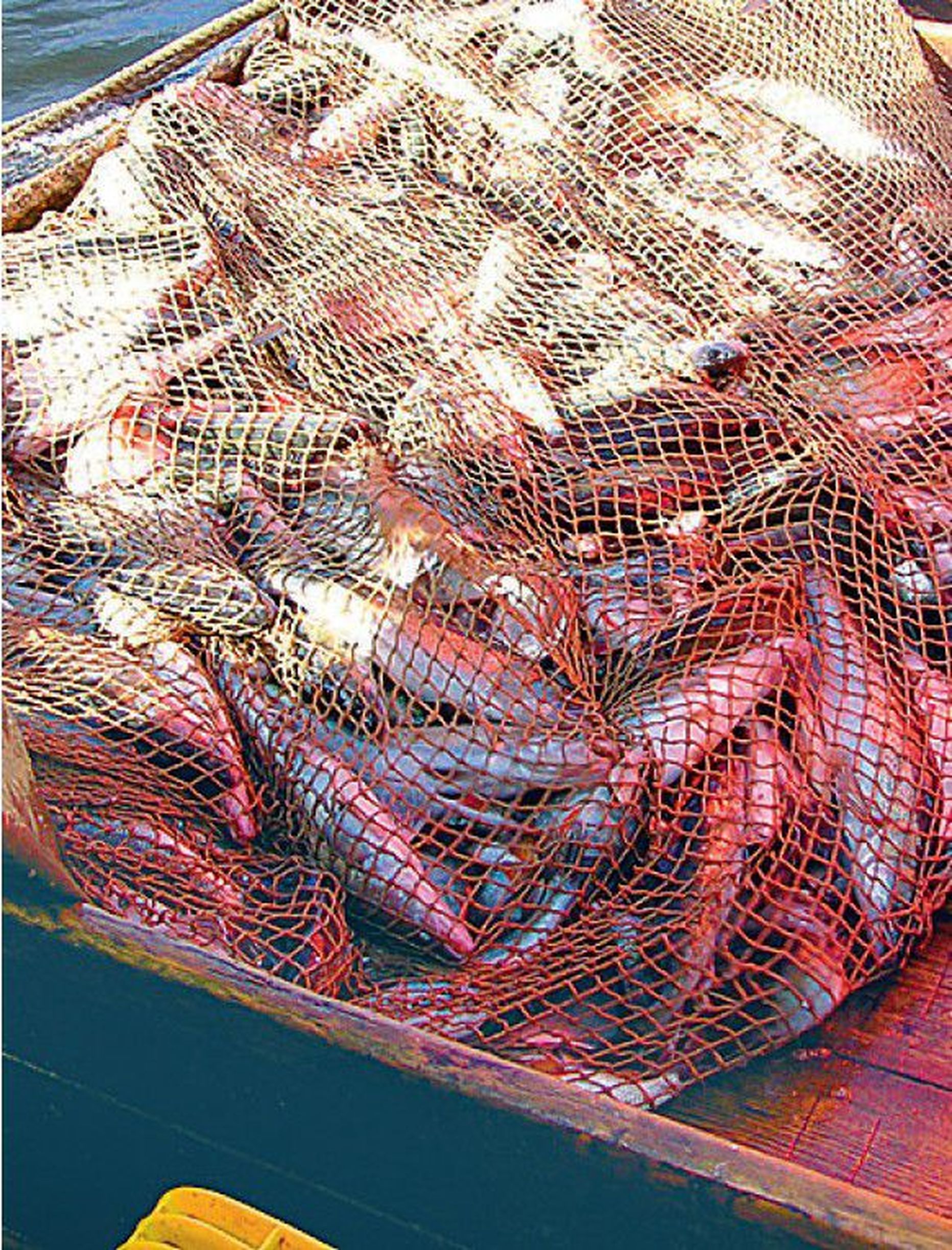 Kalameeste palku mõjutab hooajalisus