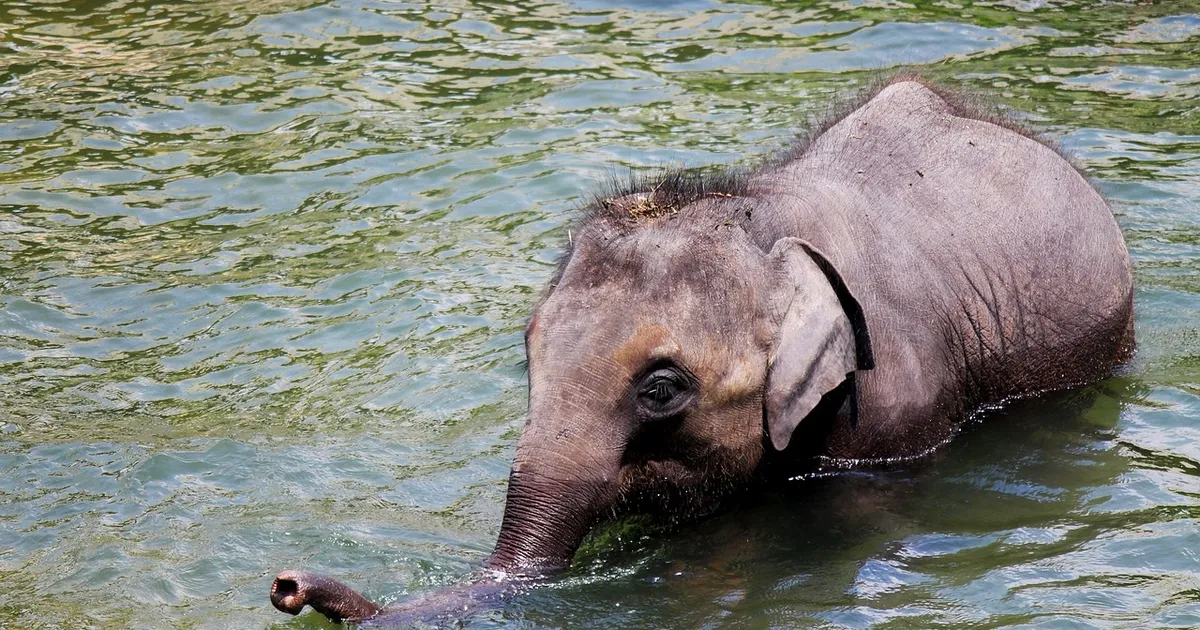 Anekdoot: elevant oli juba kaelani vette roninud