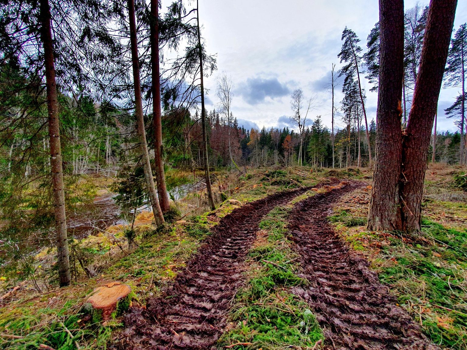Tracis par it kā nelikumīgi izpostīto Amatas dabas taku sacelts bez pamata Tracis par it kā nelikumīgi izpostīto Amatas dabas taku sacelts bez pamata