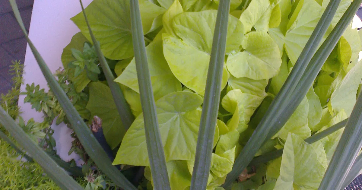 Ilubataat ja teised kenad kassitapulised