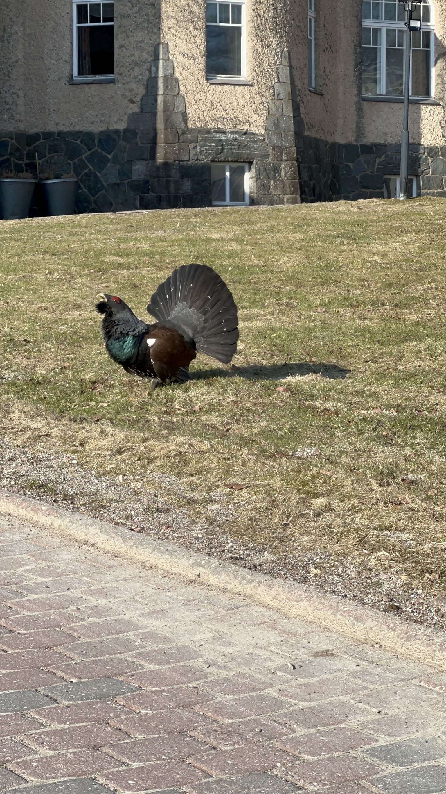 GALERII JA VIDEO Kuri metsis kippus Taagepera lossi