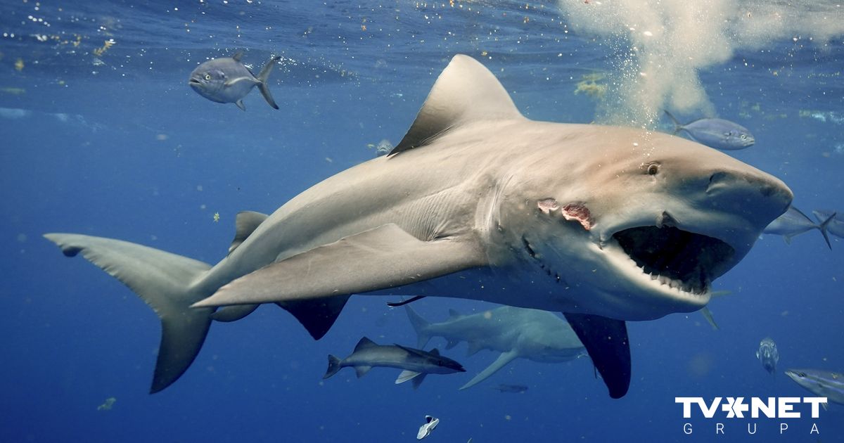 Austrālijā haizivs uzbrukusi 16 gadus vecai jaunietei; pusaudze gājusi bojā