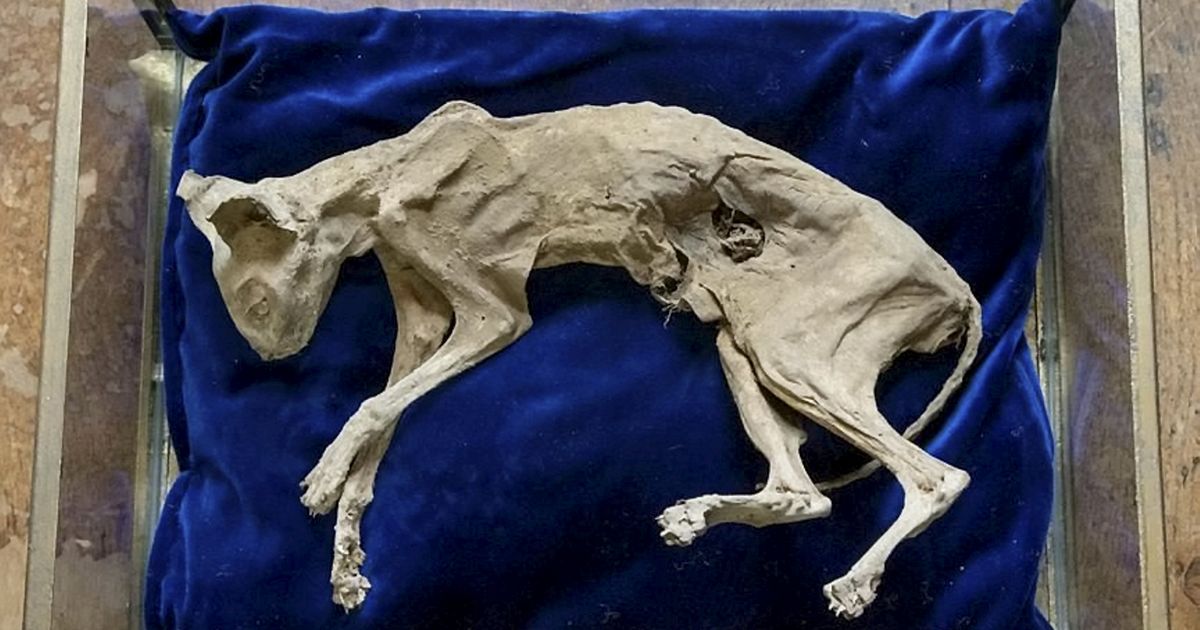 PILDID Transilvaanias leiti maja seinast mumifitseerunud kass